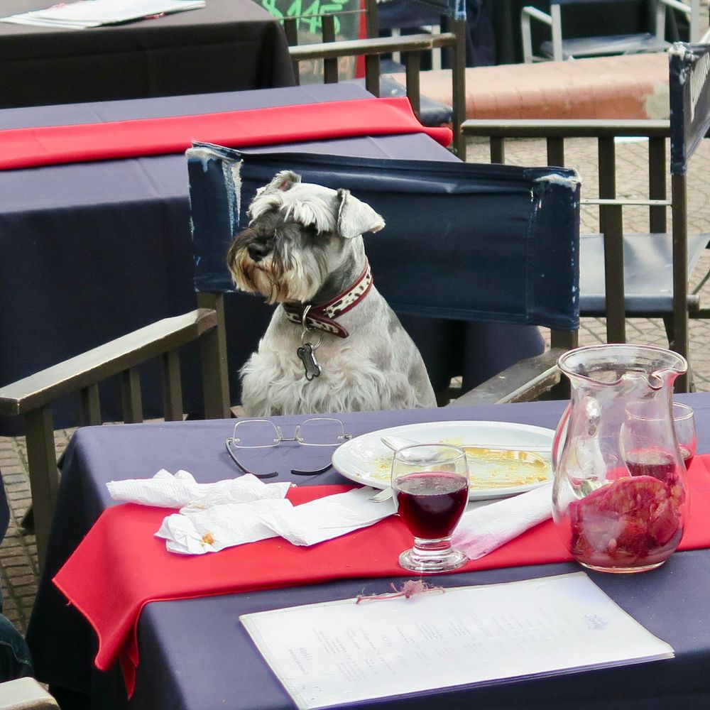 Pets: The Ultimate Social Connectors