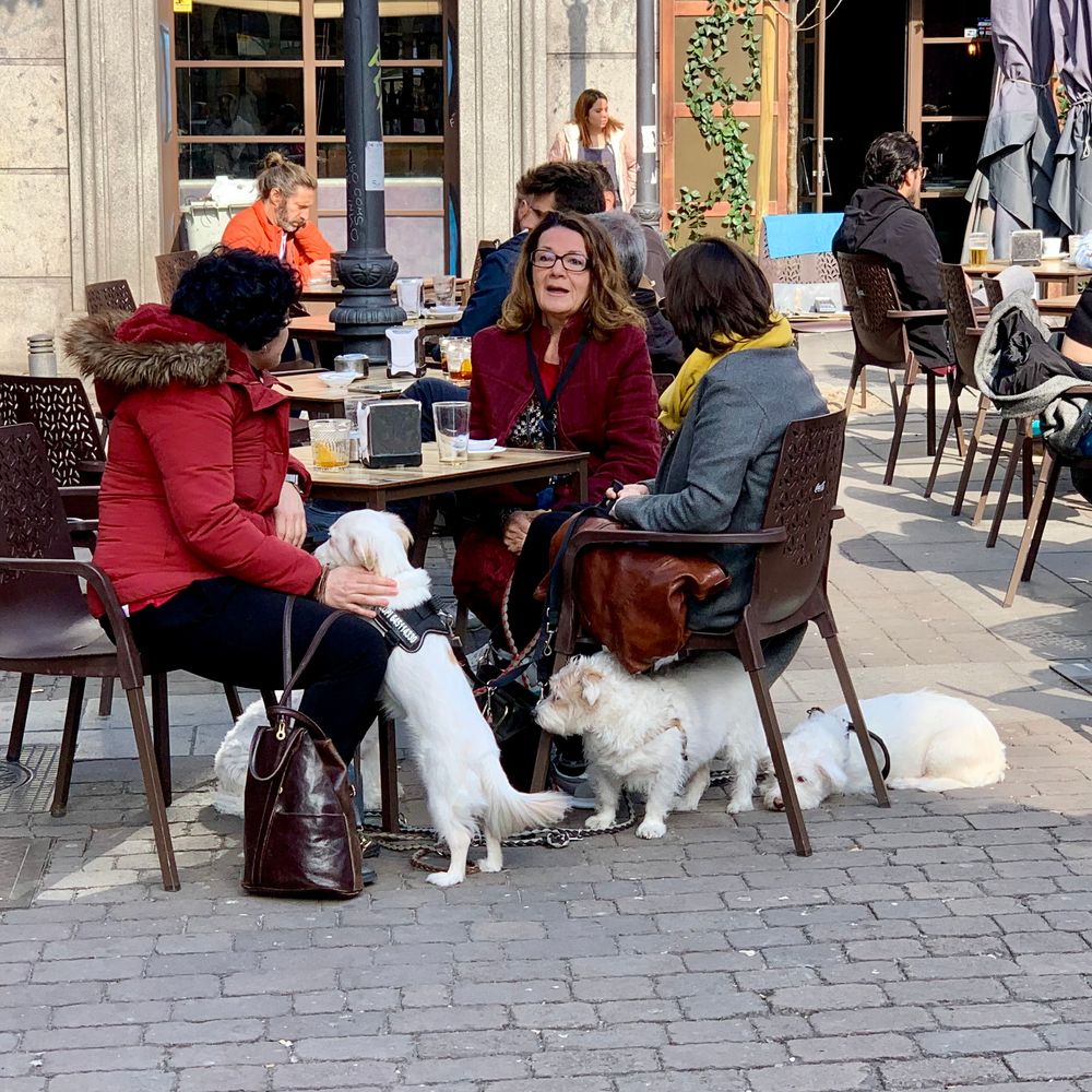 Pets: The Ultimate Social Connectors