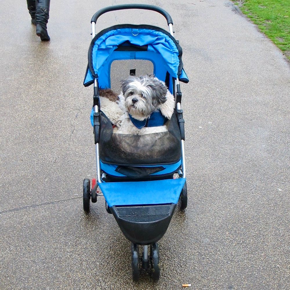 Pets: The Ultimate Social Connectors