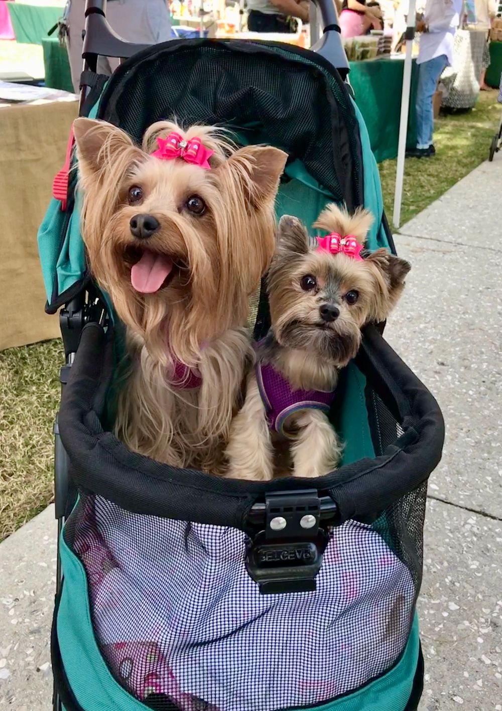 Pets: The Ultimate Social Connectors