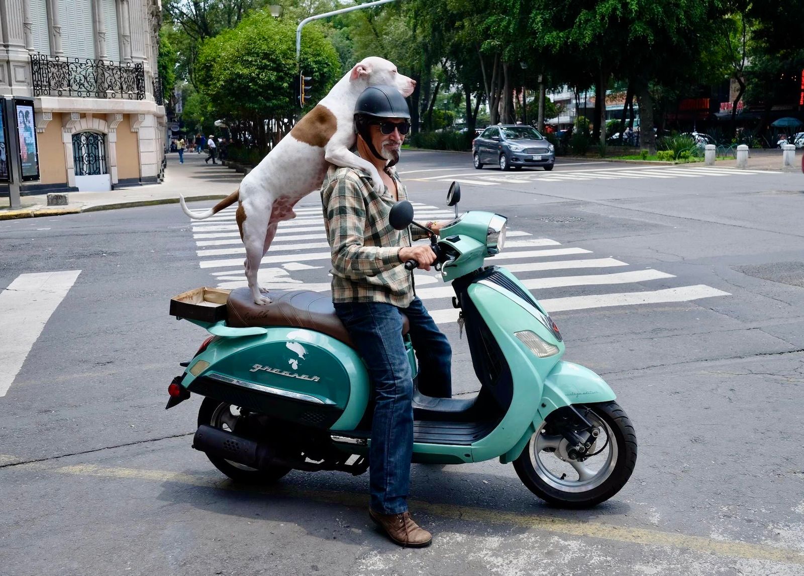 Pets: The Ultimate Social Connectors