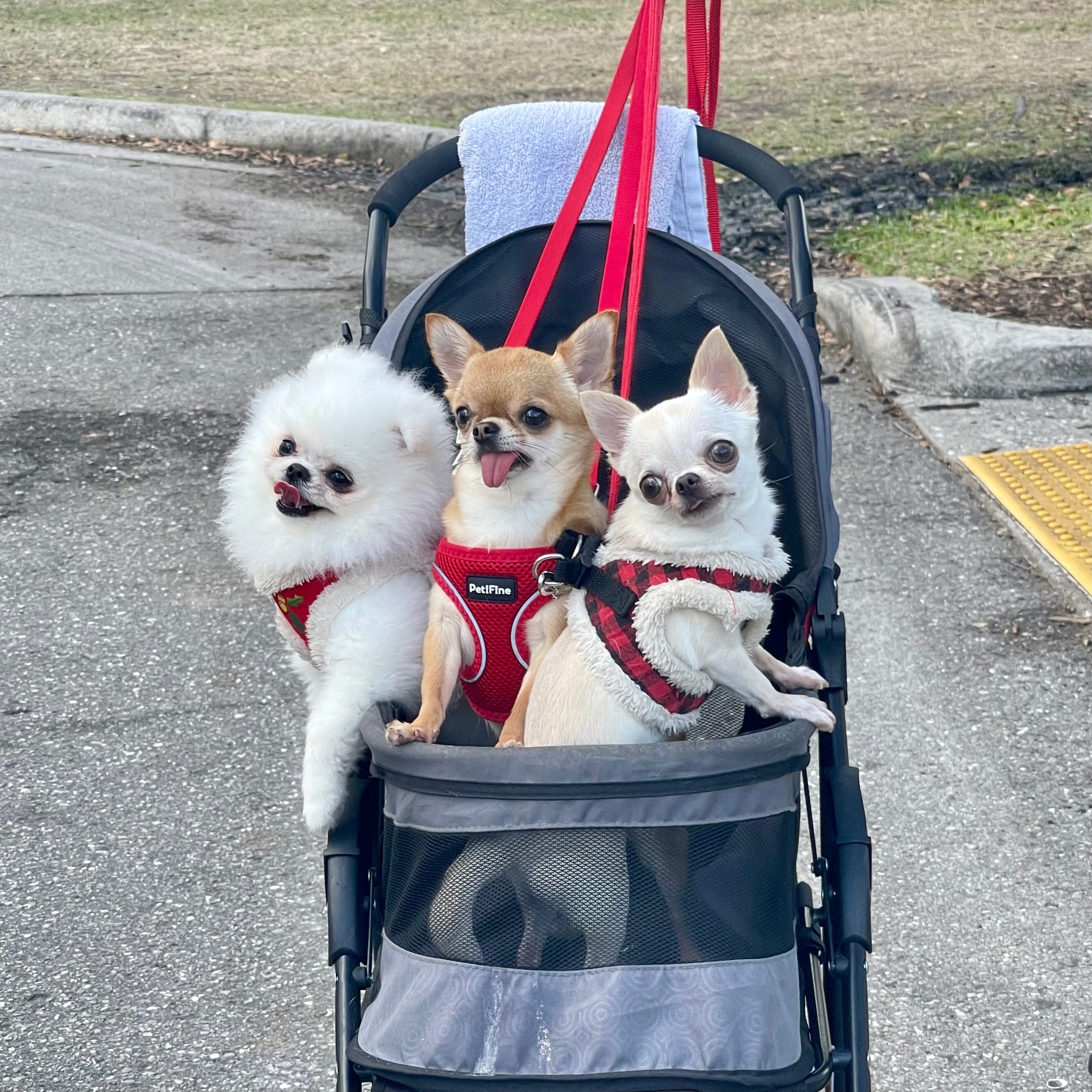 Pets: The Ultimate Social Connectors